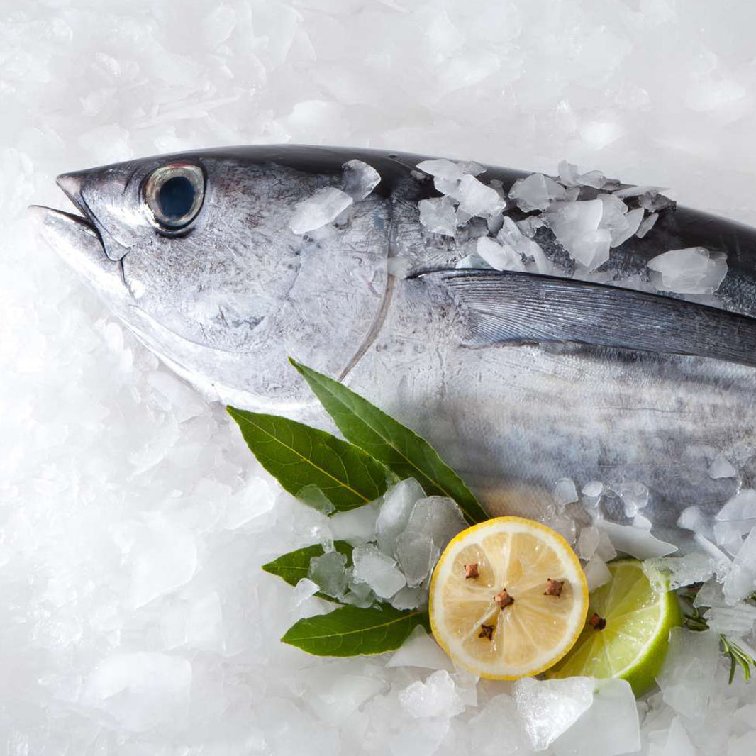 Fresh Fish Collection | Florida Fresh Fish